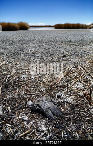 The effect of the lake drying up in the summer season of extreme ...