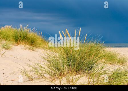 Marram Grass for landscape management Stock Photo - Alamy