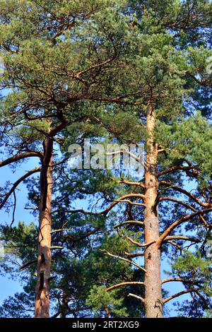 A close-up of pine trees against blurry background Stock Photo - Alamy