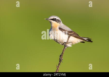 A common wheatear is searching for fodder Stock Photo - Alamy