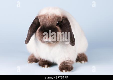 A beautiful mini lop rabbit against an isolated background Stock Photo ...