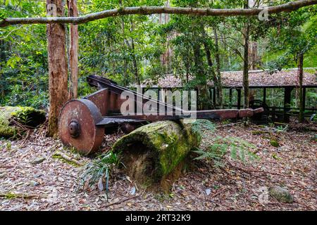 The popular Cougal Cascades Walk in Currumbin near the Gold Coast in ...