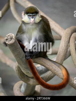 Red-tail Monkey (Cercopithecus ascanius) juvenile feeding in tree ...