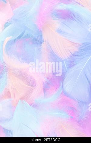 Colorful feather on mint background, top view Stock Photo - Alamy
