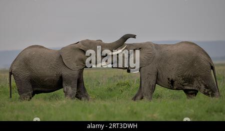 Two young elephants facing each other practicing fight in Amboseli ...