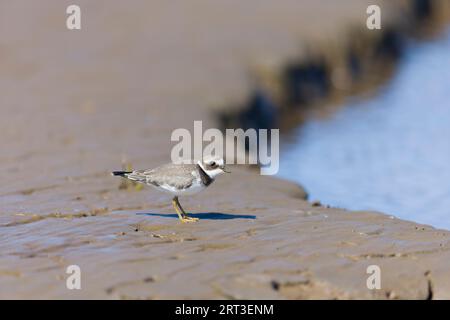 Ringed Plover at Snettisham RSPB Reserve Norfolk UK Stock Photo - Alamy