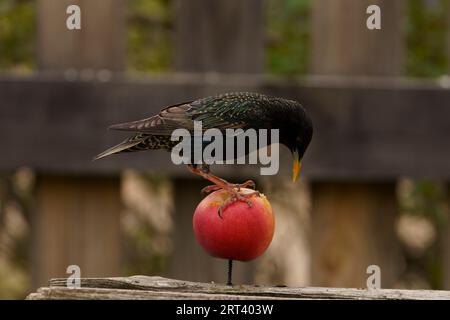 Common starling and red apple Stock Photo - Alamy