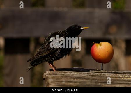 Common starling Sturnus vulgaris eats apple Stock Photo - Alamy