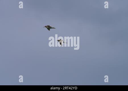 Flying Tringa totanus Family Scolopacidae Genus Tringa Common redshank ...