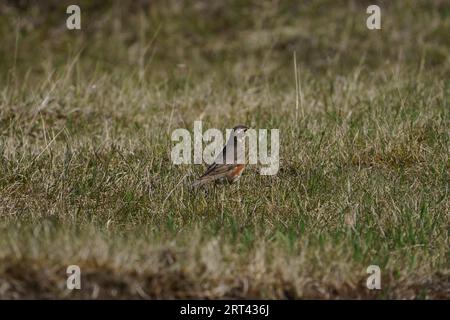 Turdus iliacus Family Turdidae Genus Turdus Redwing wild nature bird ...