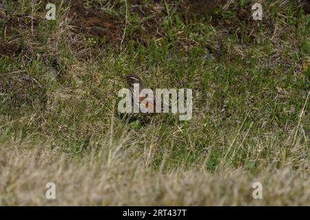 Turdus iliacus Family Turdidae Genus Turdus Redwing wild nature bird ...