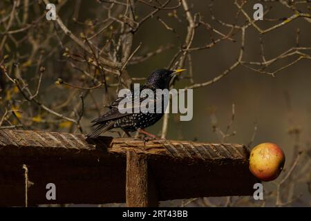 Starling family (Sturnidae Stock Photo - Alamy