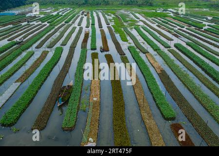 Pirojpur, Bangladesh: Aerial view of Floating vegetable beds at ...