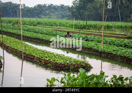 A farmer works in a floating farm at Najirpur in Pirojpur district of ...
