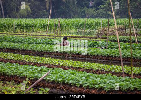 A farmer works in a floating farm at Najirpur in Pirojpur district of ...
