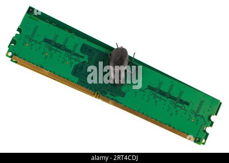 Bug on PC memory module. Computer error concept. Isolated on white ...