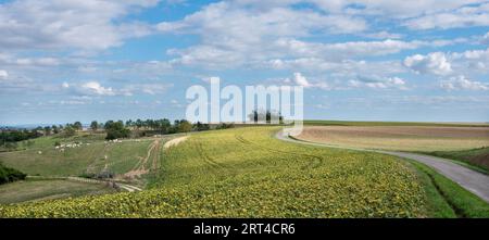 rural landscape near dijon in saone valley with white cows and ...