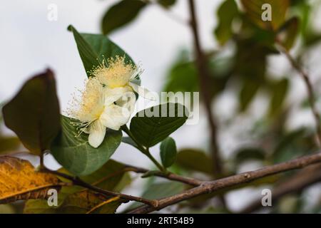 flowers bloom from guava trees Stock Photo - Alamy