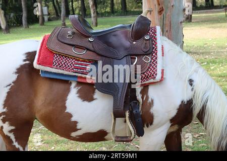 Brown Saddled Horse Standing in Stable Yard During Sunny Day Stock ...