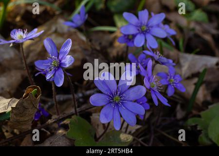 Beautiful macro shot of a first single wildflower Large Blue Hepatisa ...
