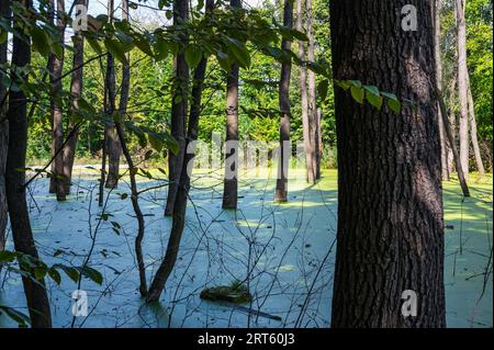 A bog swamp in a middle of a forest surrounded by dense trees on a ...