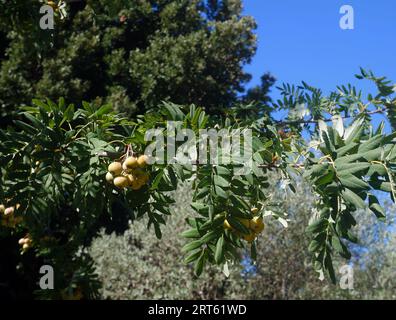 Rowan - cormus domestica) in nature (Digital processing Stock Photo - Alamy