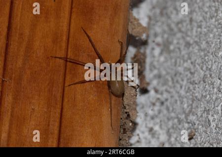 Loxosceles rufescens, Mediterranean Recluse Spider Stock Photo - Alamy