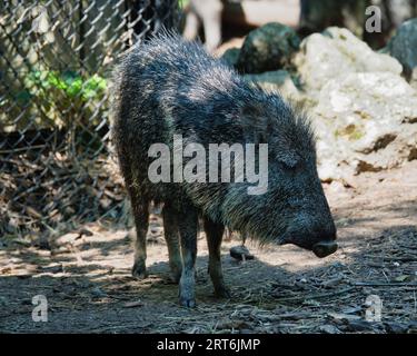 Catagonus wagneri, known as the Chacoan peccary, is a species of ...
