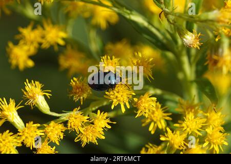 Blue Shieldbug Zicrona caerulea. Subfamily Asopinae. Family Stink bugs ...