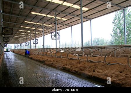 Steel frame structure in dairy farm Stock Photo - Alamy