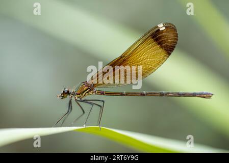 Side view of swamp darner dragonfly Epiaeschna heros sitting on green ...