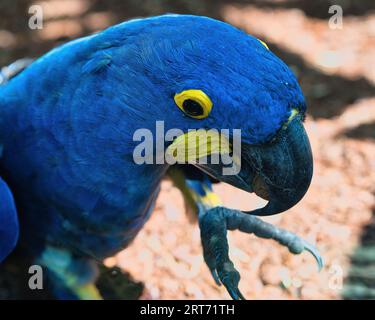 The hyacinth macaw in the Paris zoologic park, formerly known as the ...