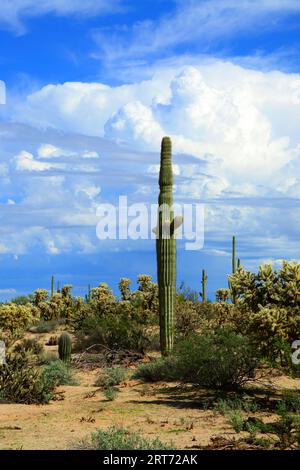 Storm clouds forming over the Sonora desert in central Arizona USA ...