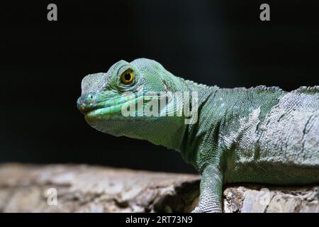 Plumed basilisk (Basiliscus plumifrons), also known as the green ...