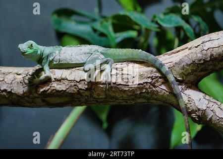 Plumed basilisk (Basiliscus plumifrons), also known as the green ...