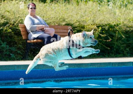 Mannheim, Germany. 11th Sep, 2023. Labrador Emma jumps into a pool at ...