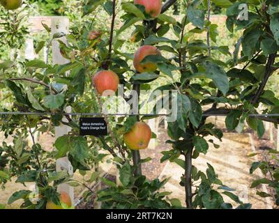 Espalier apple tree growing in a country walled garden Stock Photo - Alamy