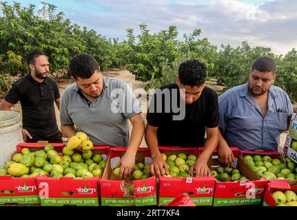 Gaza, Palestine. 11th Sep, 2023. A Palestinian farmer sorts guava ...