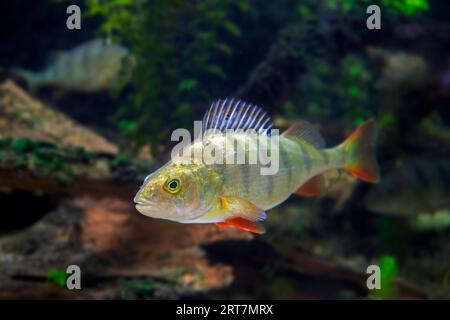 English Perch (Perca fluviatilis), Netherlands Stock Photo - Alamy