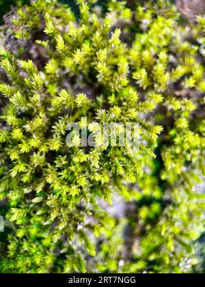 Green moss. Modern eco friendly decor made of colored stabilized moss ...