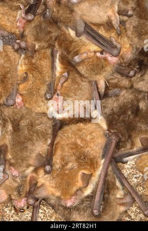 Fringed bat, natterer's bats (Myotis nattereri), in a bat box Bats ...