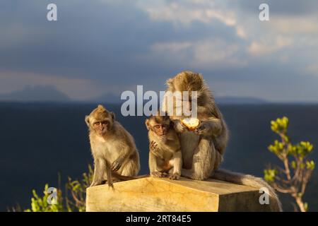 Family of crab-eating macaques (Macaca fascicularis) in the Black River ...