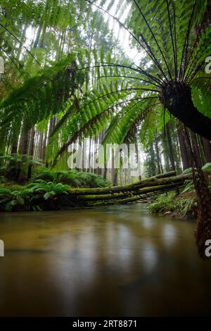 The tranquil Californian Redwood Forest in Cape Otway, Victoria ...