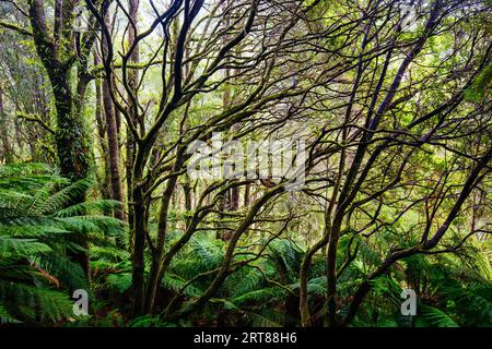 Beech Forest landscape in Cape Otway in Victoria, Australia Stock Photo ...