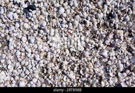 Group of white sea shells on beach Stock Photo - Alamy