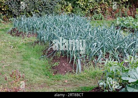A vegetable garden with a bed of fine leeks growing, Cardiff Sept 23 ...