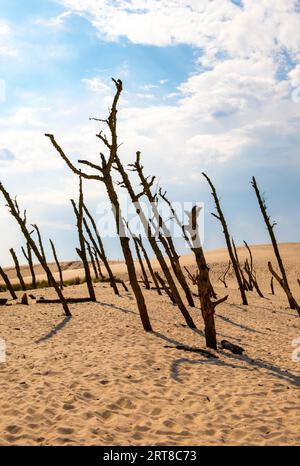 Dead trees, Slovincian National Park, Slowinski Park Narodowy, Poland ...