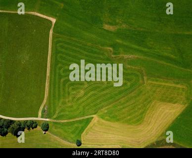 Drone image, structure of a mown meadow with group of trees, from above ...