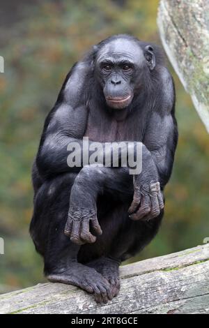Portrait of a bonobo. Close-up. Democratic Republic of Congo. Lola Ya ...