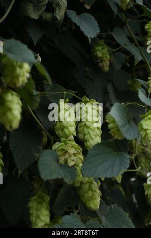 The cone-like hop fruits are are growing between the leaves Stock Photo ...